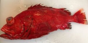 Shortraker rockfish (Hireguromenuke) | Basic Sushi Knowledge - Sushi ...