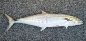 Queensland school mackerel | Basic Sushi Knowledge - Sushi University
