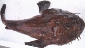 Fish photos | Basic Sushi Knowledge - Sushi University