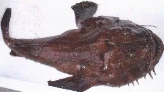 Yellow goosefish (Kiankou) | Basic Sushi Knowledge - Sushi University