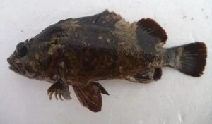 Fish photos | Basic Sushi Knowledge - Sushi University