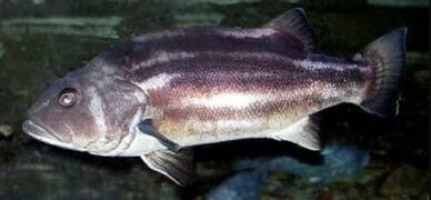 Striped jewfish (Ookuchiishinagi) | Basic Sushi Knowledge - Sushi ...