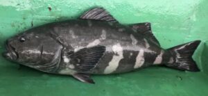 Skilfish (Aburabouzu) | Basic Sushi Knowledge - Sushi University