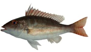 Pacific yellowtail emperor (Isofuefuki) | Basic Sushi Knowledge - Sushi ...