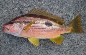 Brownstripe red snapper (Yokosujifuedai) | Basic Sushi Knowledge ...