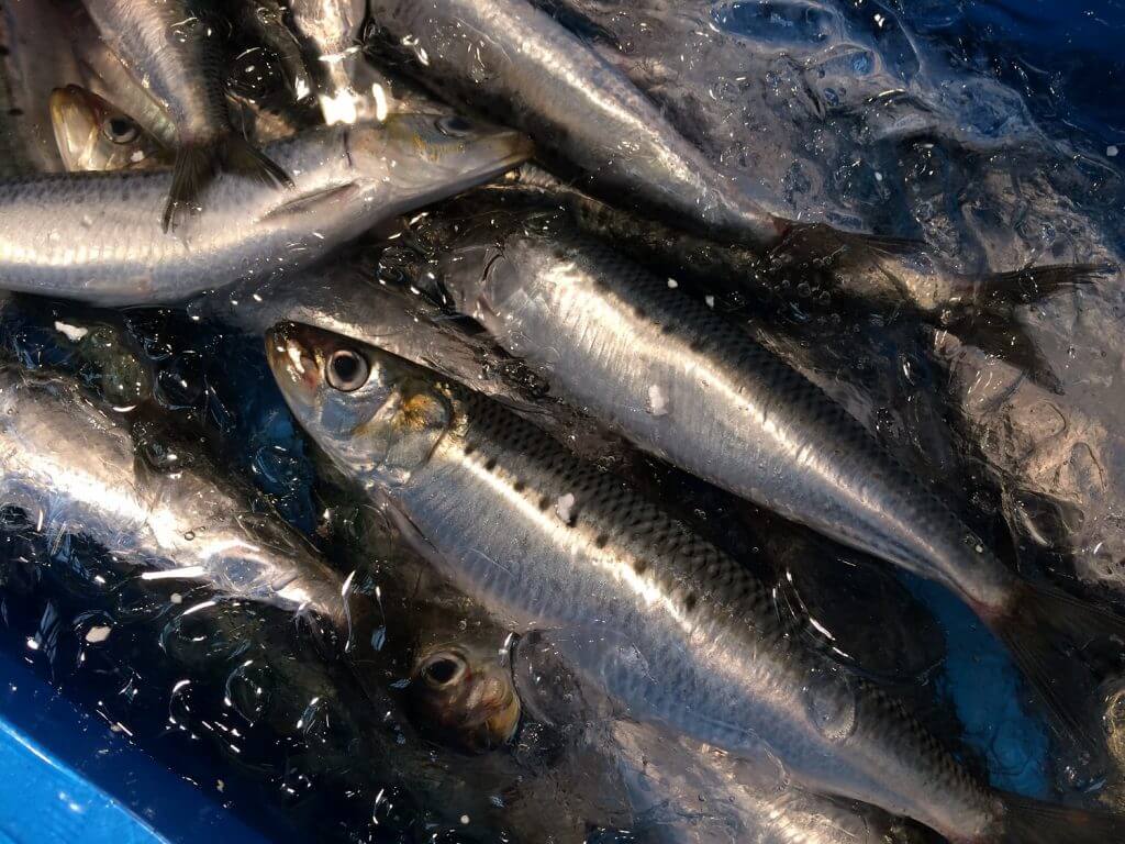 What are “Ikejime” and “Nojime”? | Sushiblog－Sushiuniversity