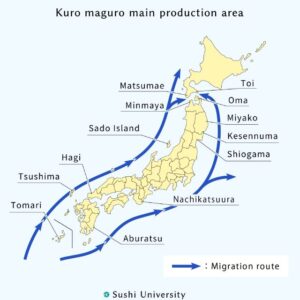 The migrating route of Inshore Pacific bluefin tuna and fishing place ...