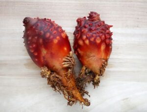 What is Sea squirt (Hoya) sushi? | Sushiblog－Sushiuniversity
