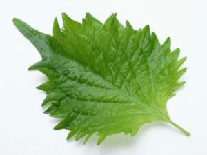 What is the difference between Shiso and Ooba? | Sushiblog－Sushiuniversity