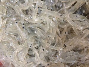 What is Whitebait (Shirasu) sushi? | Sushiblog－Sushiuniversity