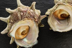 What is Turban shell (Sazae) sushi? | Sushiblog－Sushiuniversity