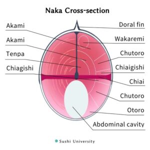 Where is the border between otoro and chutoro? | Sushiblog－Sushiuniversity